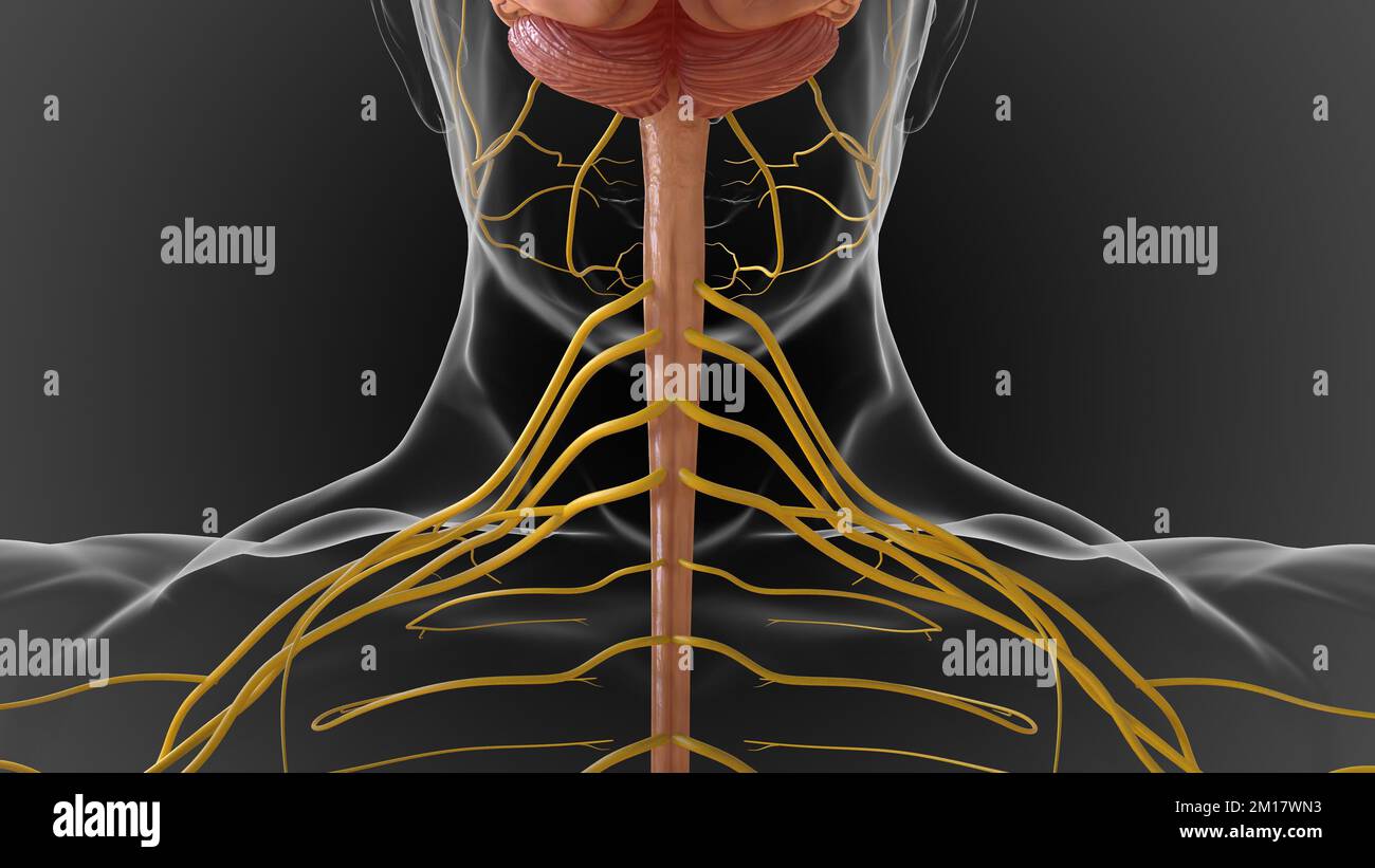 Le système nerveux central est constitué du cerveau et de la moelle ...