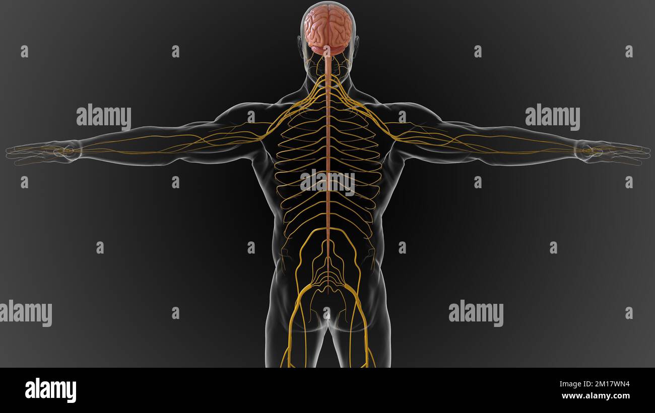 Le système nerveux central est constitué du cerveau et de la moelle ...