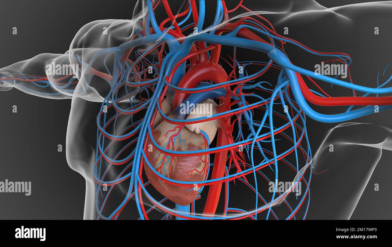 Anatomie du système circulatoire du cœur humain pour le concept médical ...