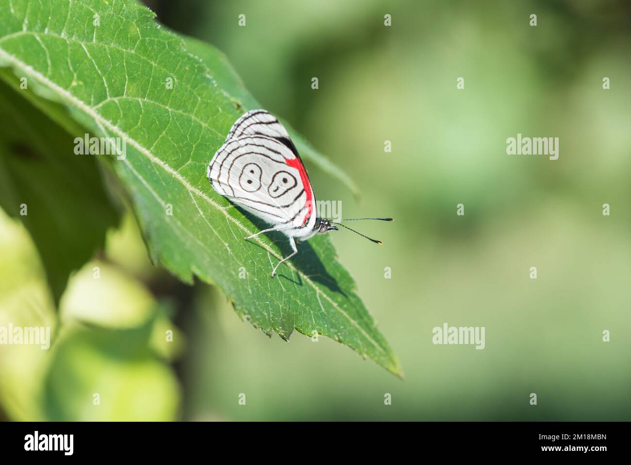 Diaethria anna Banque de photographies et d’images à haute résolution ...