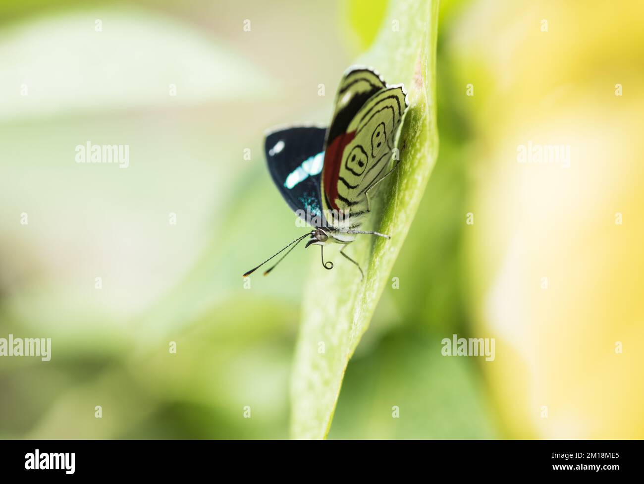 Diaethria anna Banque de photographies et d’images à haute résolution ...