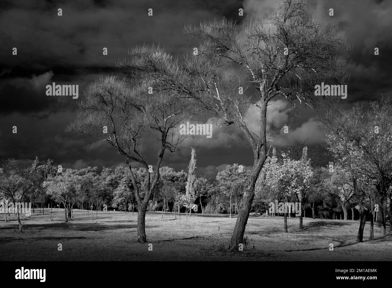 Photo noir et blanc des arbres Banque de photographies et d’images à ...