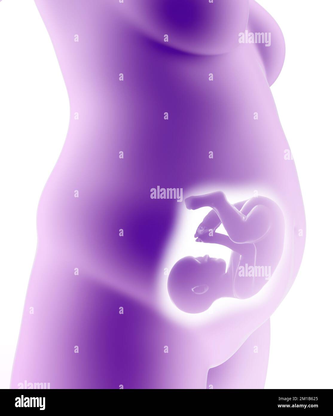 Femme enceinte et enfant dans l'utérus. Section du ventre et croissance fœtale. Croissance du ...