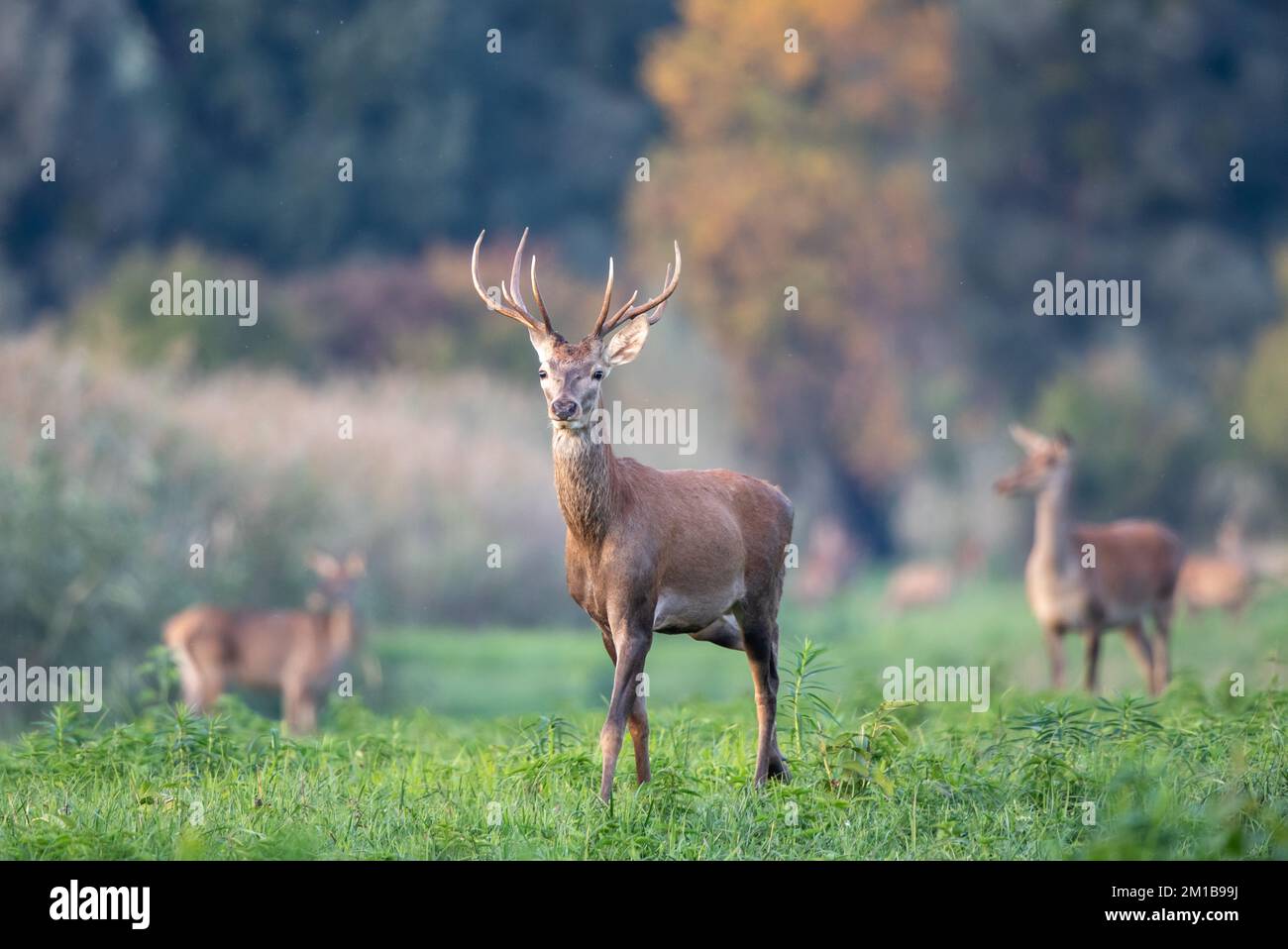 Jeunes cerfs rouges (cervus elaphus) avec de petits bois debout sur la ...