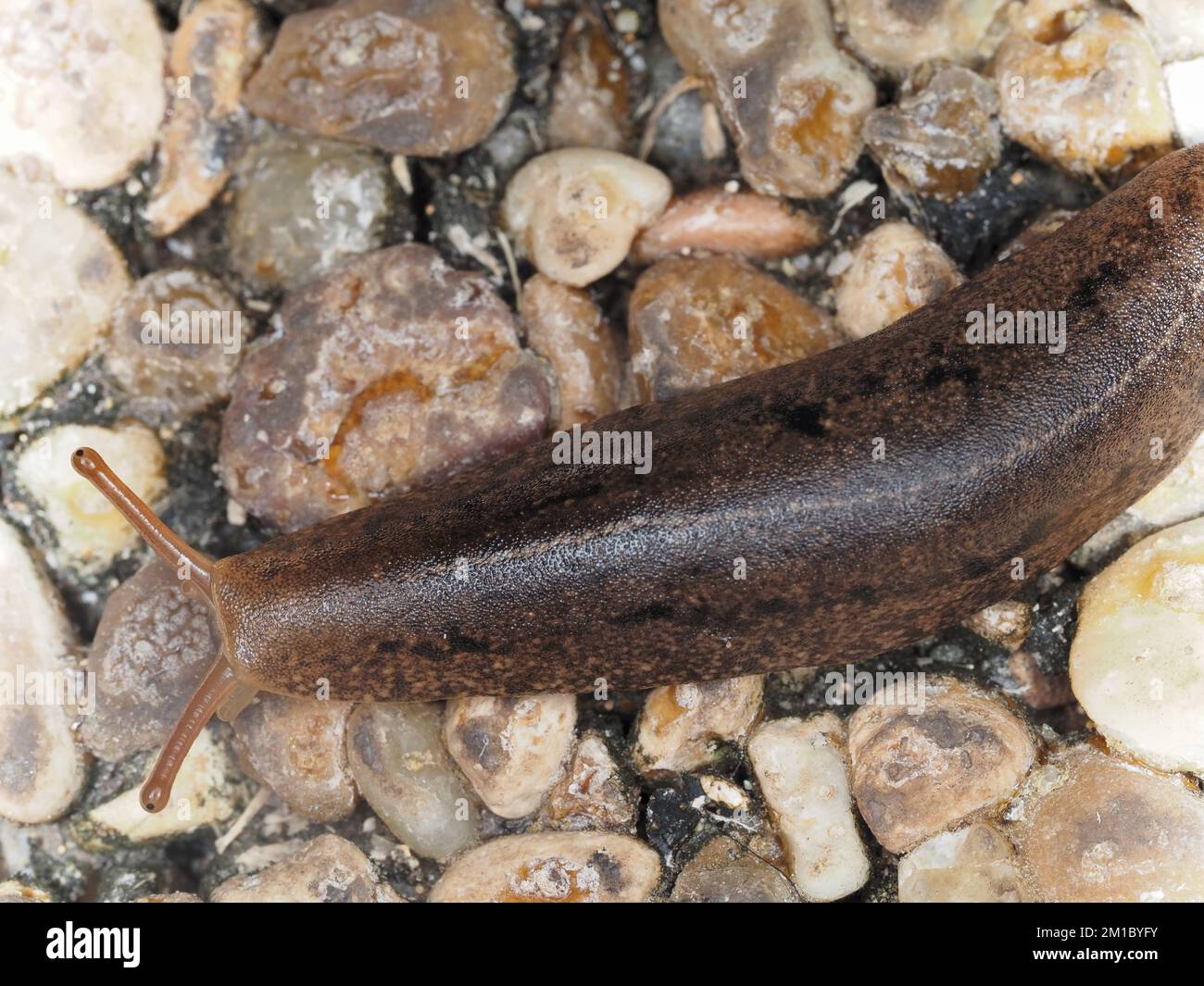 Limaces de cuir Banque de photographies et d’images à haute résolution ...