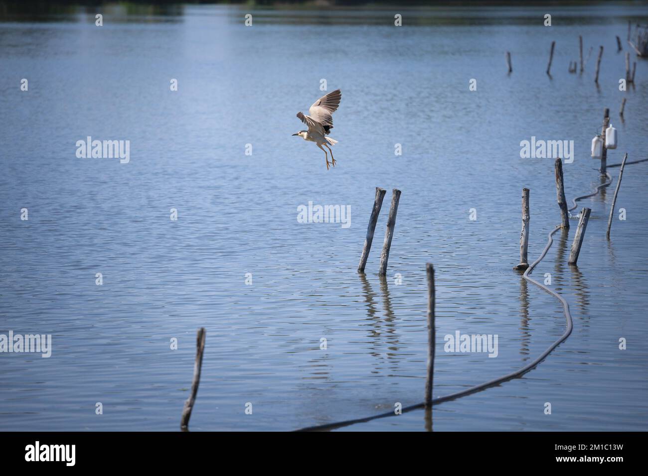 Suboticka pescara Banque de photographies et d’images à haute ...