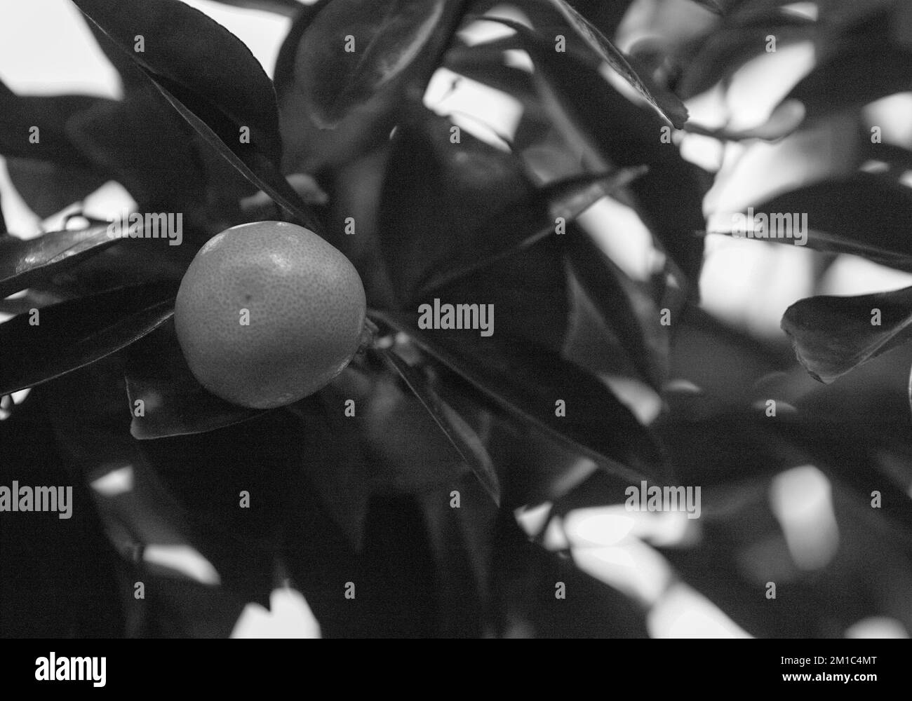 Textura de los alimentos Banque d'images noir et blanc - Alamy