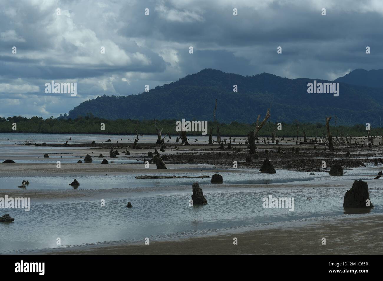 La fin de la plage de Rambungan - plusieurs souches d'arbres et sa ...
