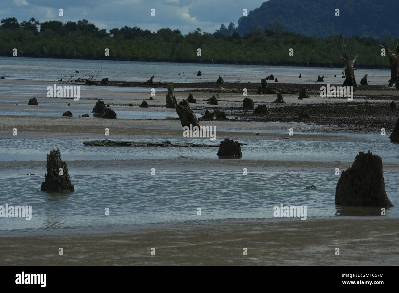 La fin de la plage de Rambungan - plusieurs souches d'arbres et sa ...