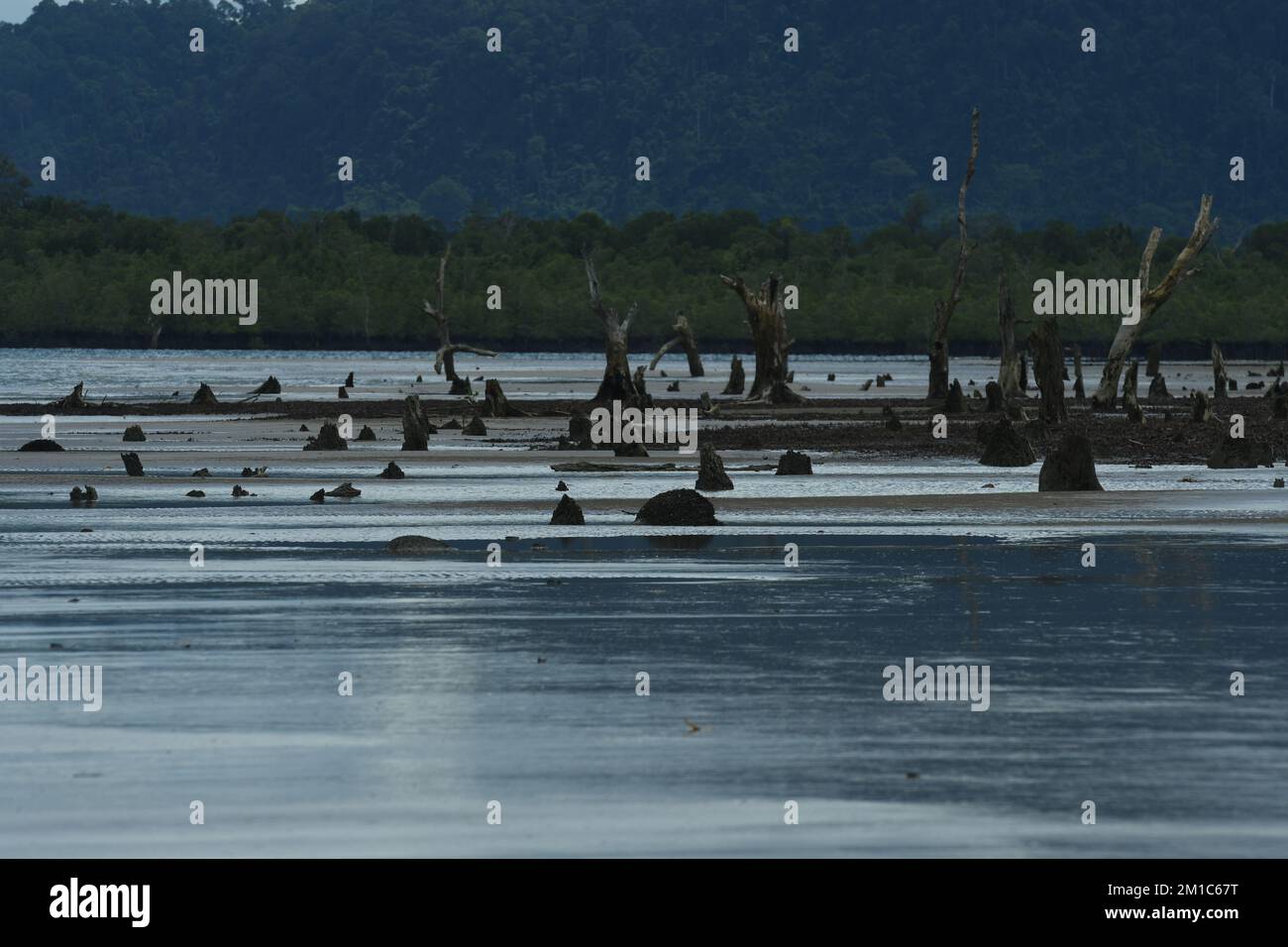 La fin de la plage de Rambungan - plusieurs souches d'arbres et sa ...