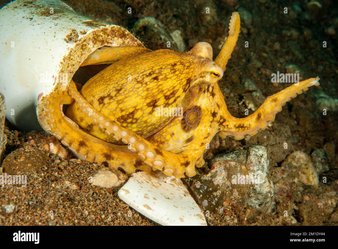 Poulpe venimeux à deux anneaux (Amphioctopus mototi), cache en ...