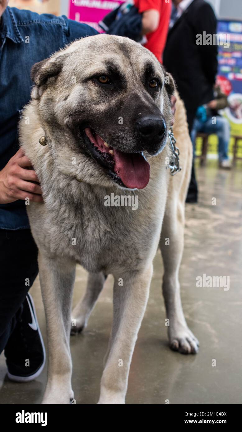 Berger turc Banque de photographies et d’images à haute résolution - Alamy
