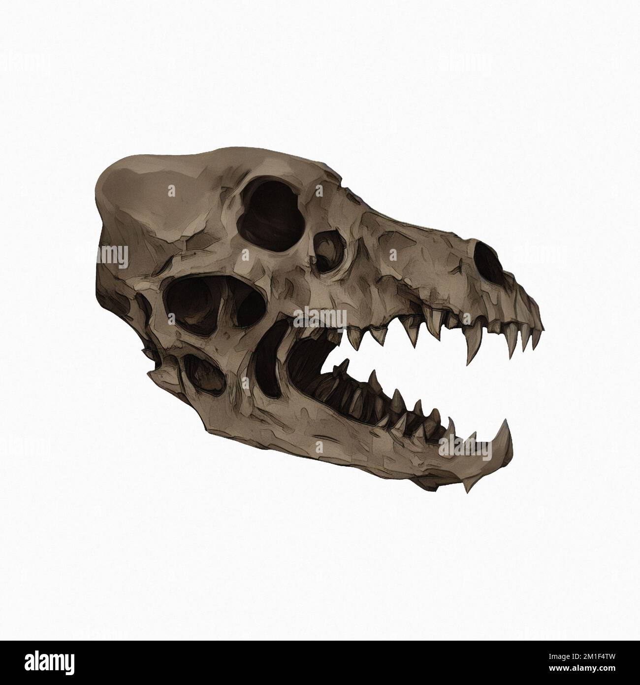 Wolf skull Banque de photographies et d’images à haute résolution - Alamy