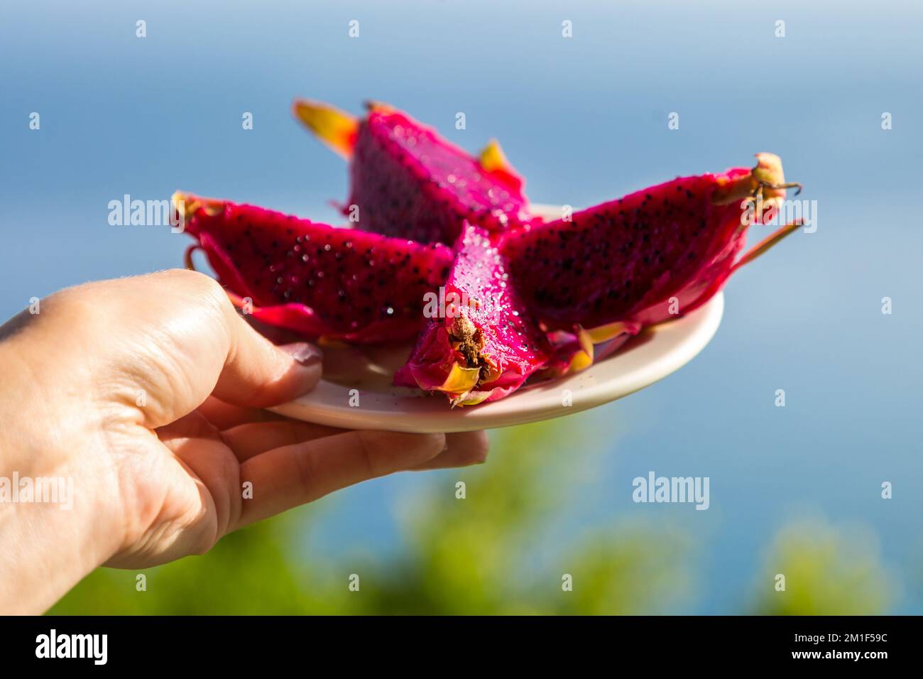 Pitahaya pitahaya fruit de dragon est le fruit d'un cactus épiphytique ...