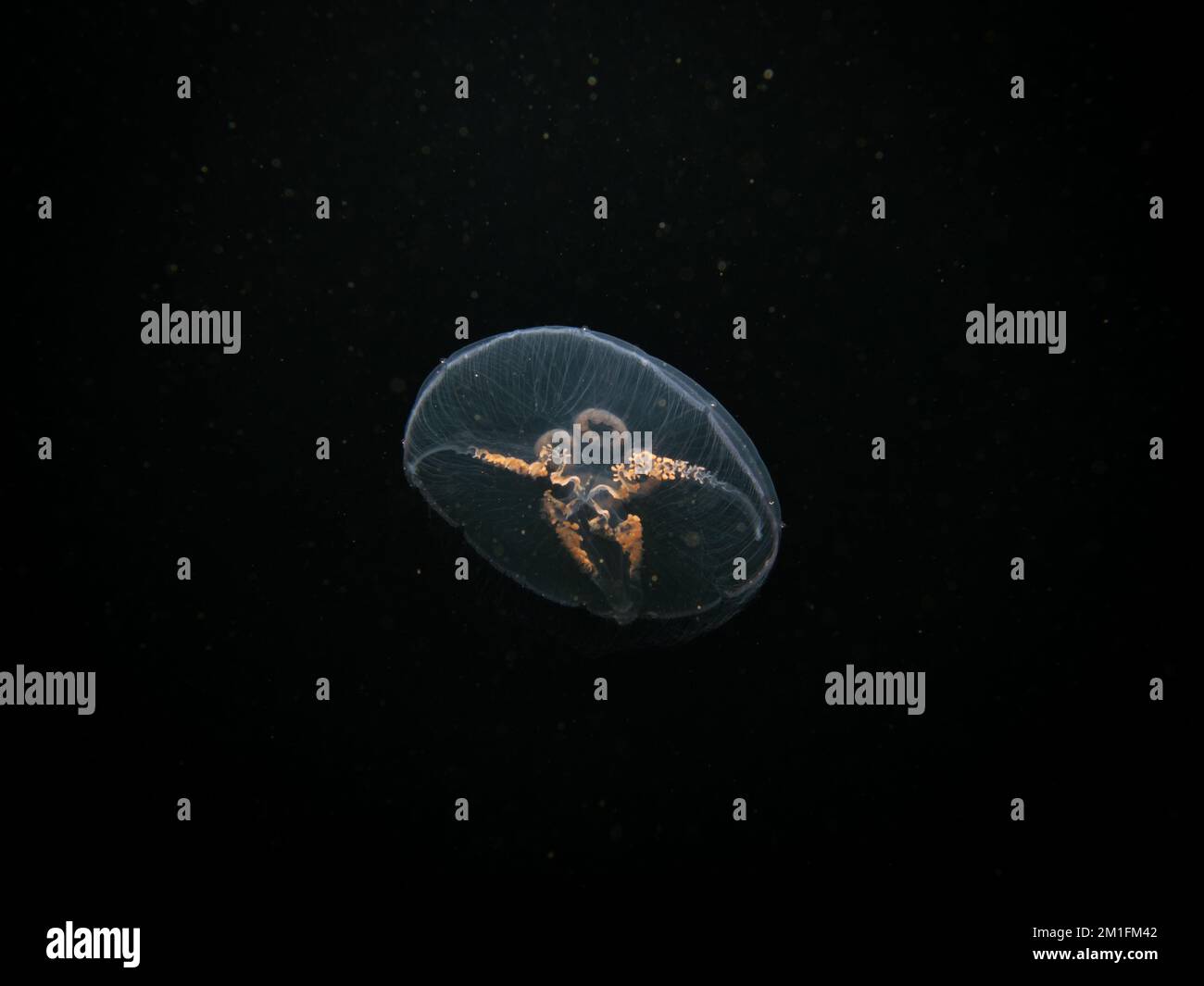 Une photo en gros plan d'un méduse de lune ou d'Aurelia aurita avec un ...