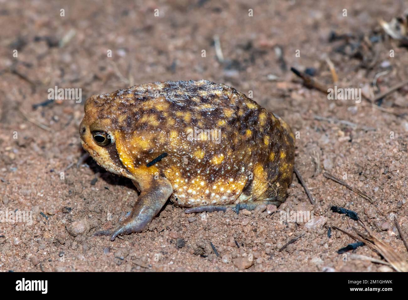 Rain frog south africa Banque de photographies et d’images à haute ...