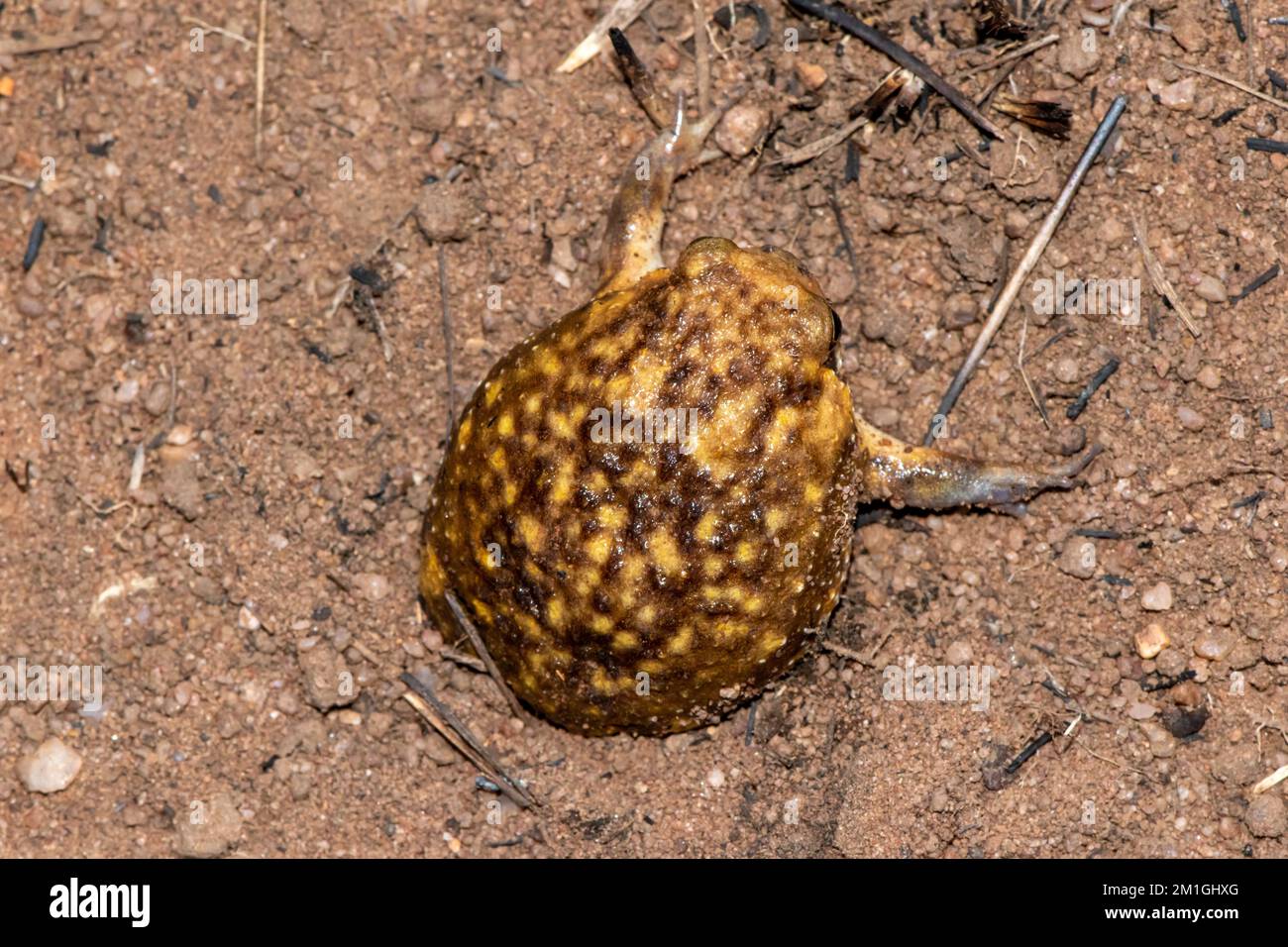 Grenouille de pluie bushveld Banque de photographies et d’images à ...