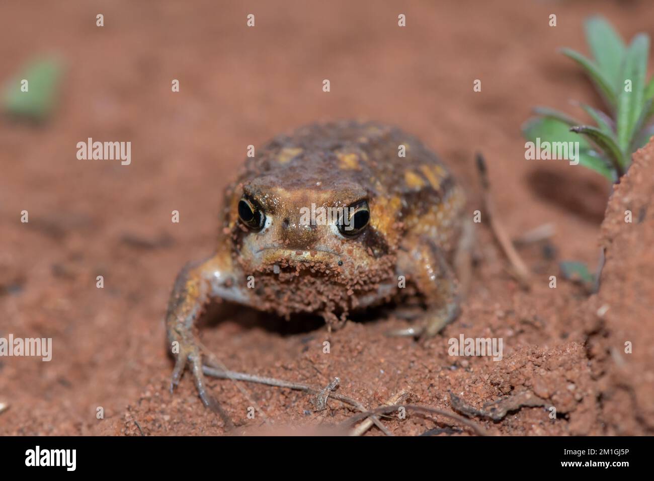 Grenouille de pluie bushveld Banque de photographies et d’images à ...