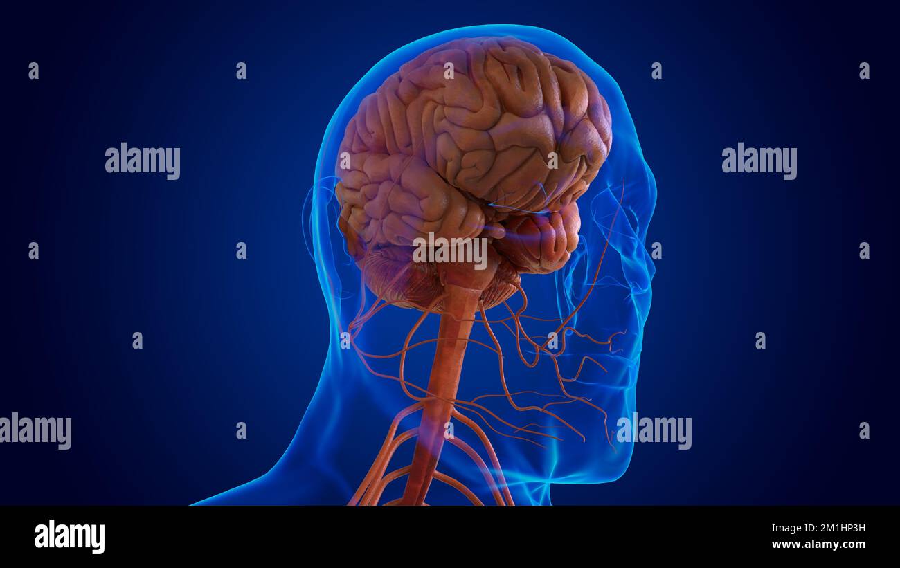 Le système nerveux comprend le cerveau, la moelle épinière et un réseau ...