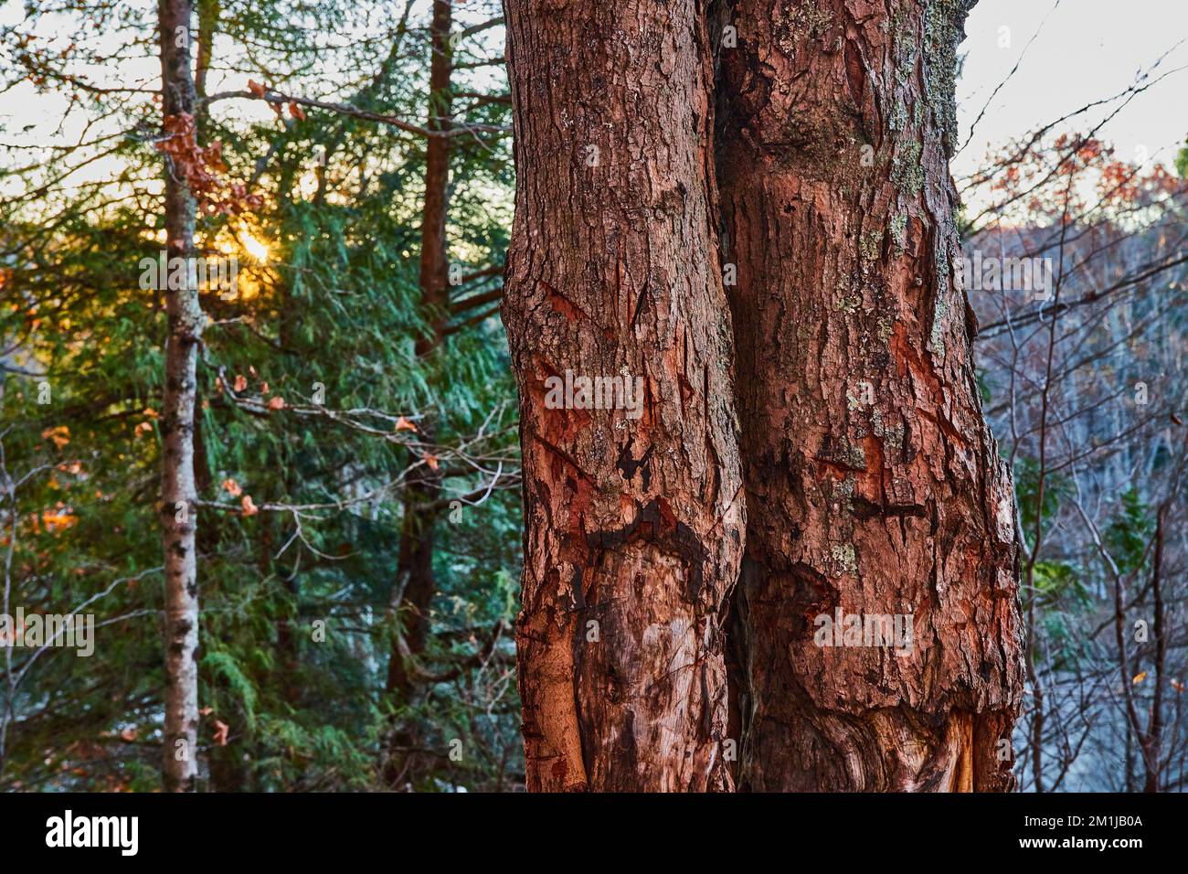 Tronc d'arbre dans la forêt de la fin de l'automne avec des pins et le ...