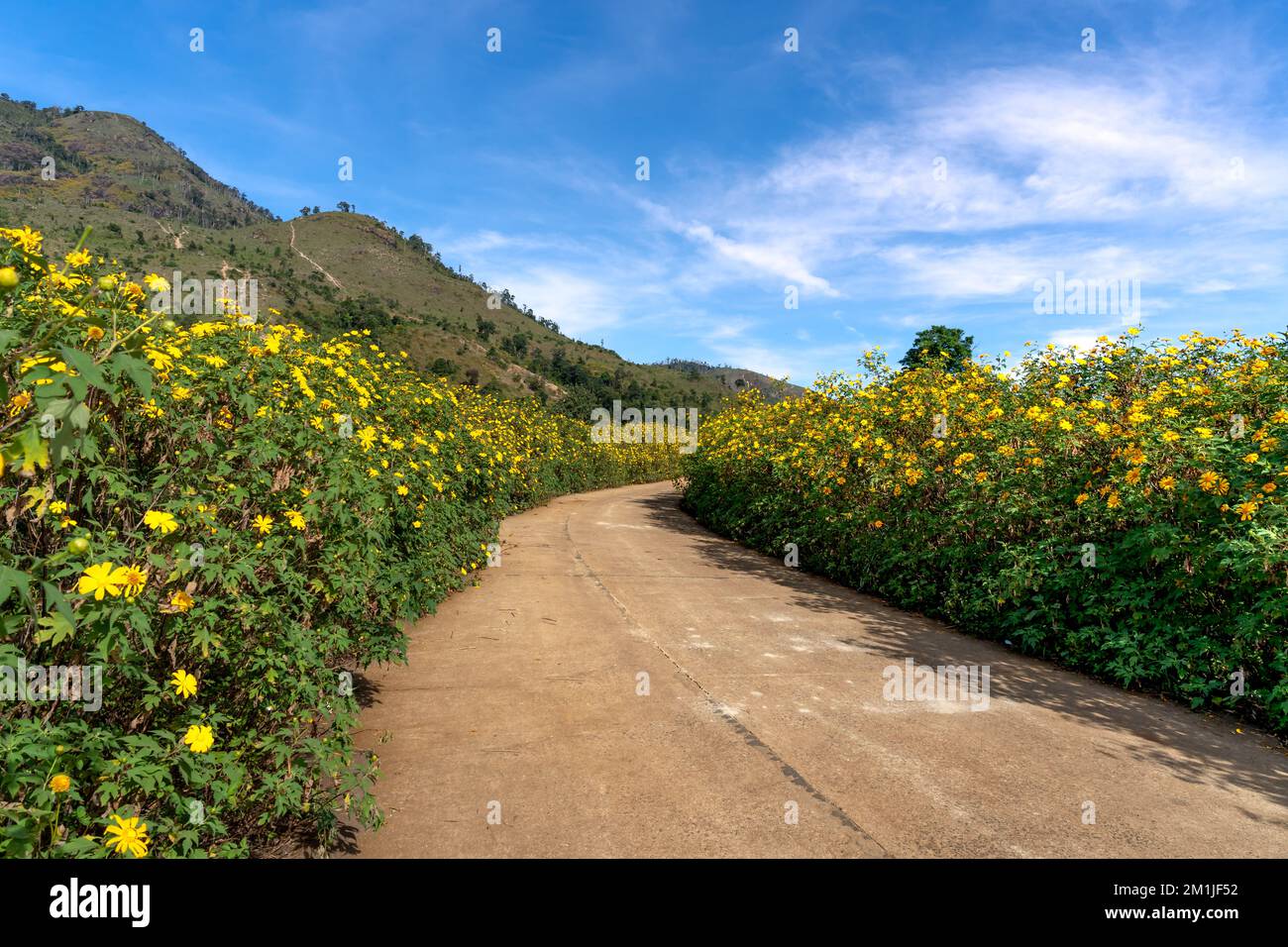 La belle route des tournesols sauvages fleurit dans la commune de Chu ...