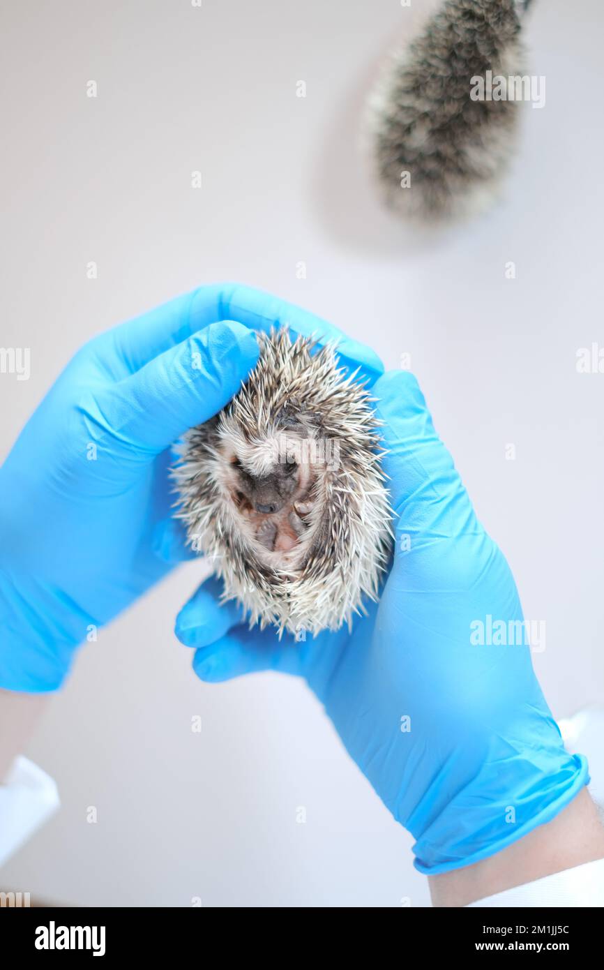 Examen bébé hérisson avec un vétérinaire.Africain hérisson pygmée dans ...