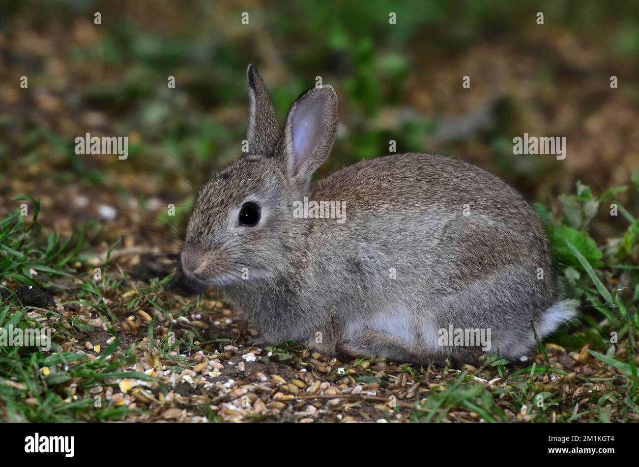 Social lapin Banque de photographies et d’images à haute résolution - Alamy