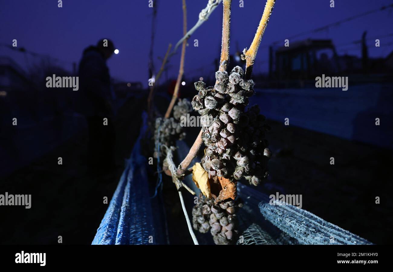 13 décembre 2022, Bavière, Würzburg: Une vendangeuse récolte des ...