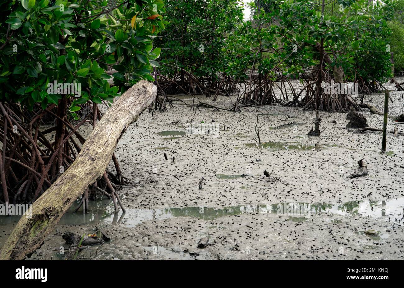 Forêt de mangroves verdoyante avec vasières. Écosystème de mangrove ...