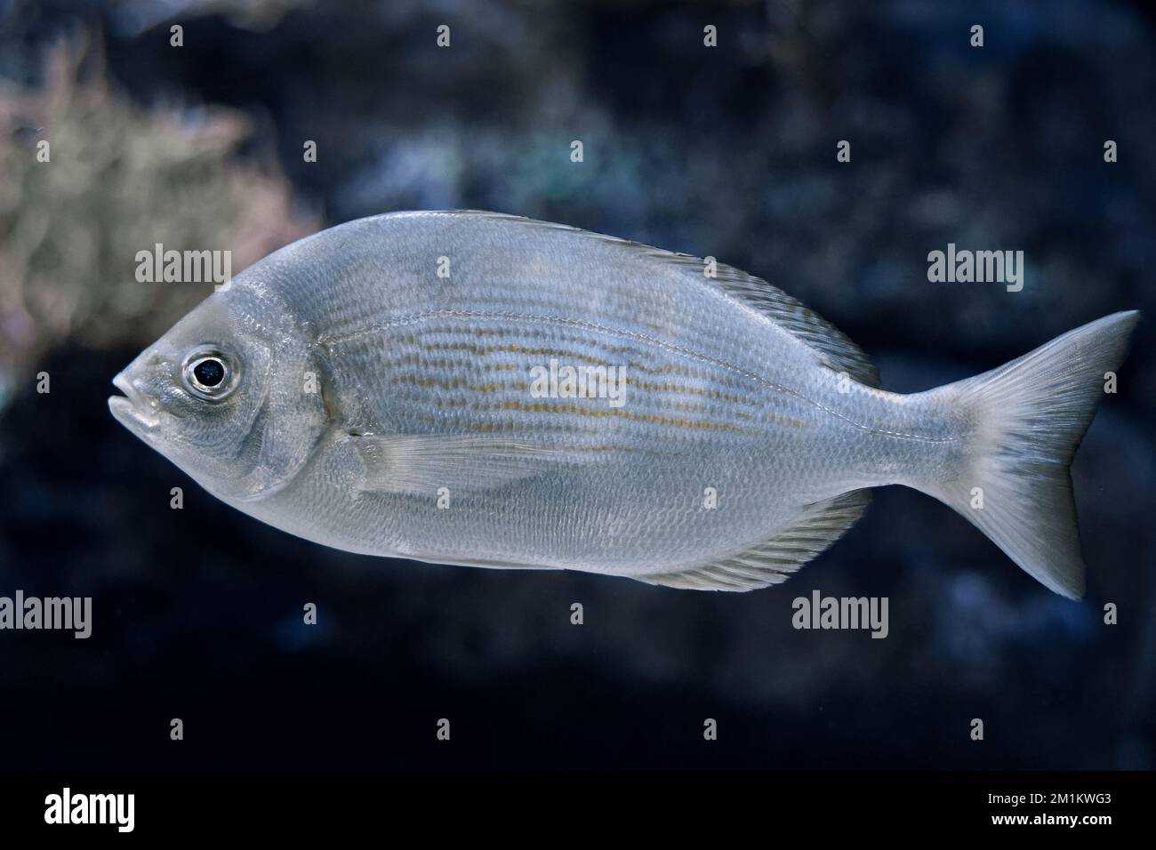 Dorade grise Banque de photographies et d’images à haute résolution - Alamy