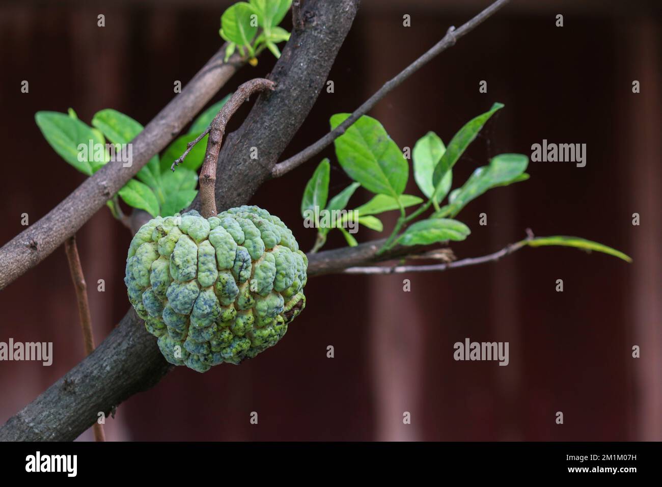 Annona squamosa Banque de photographies et d’images à haute résolution ...