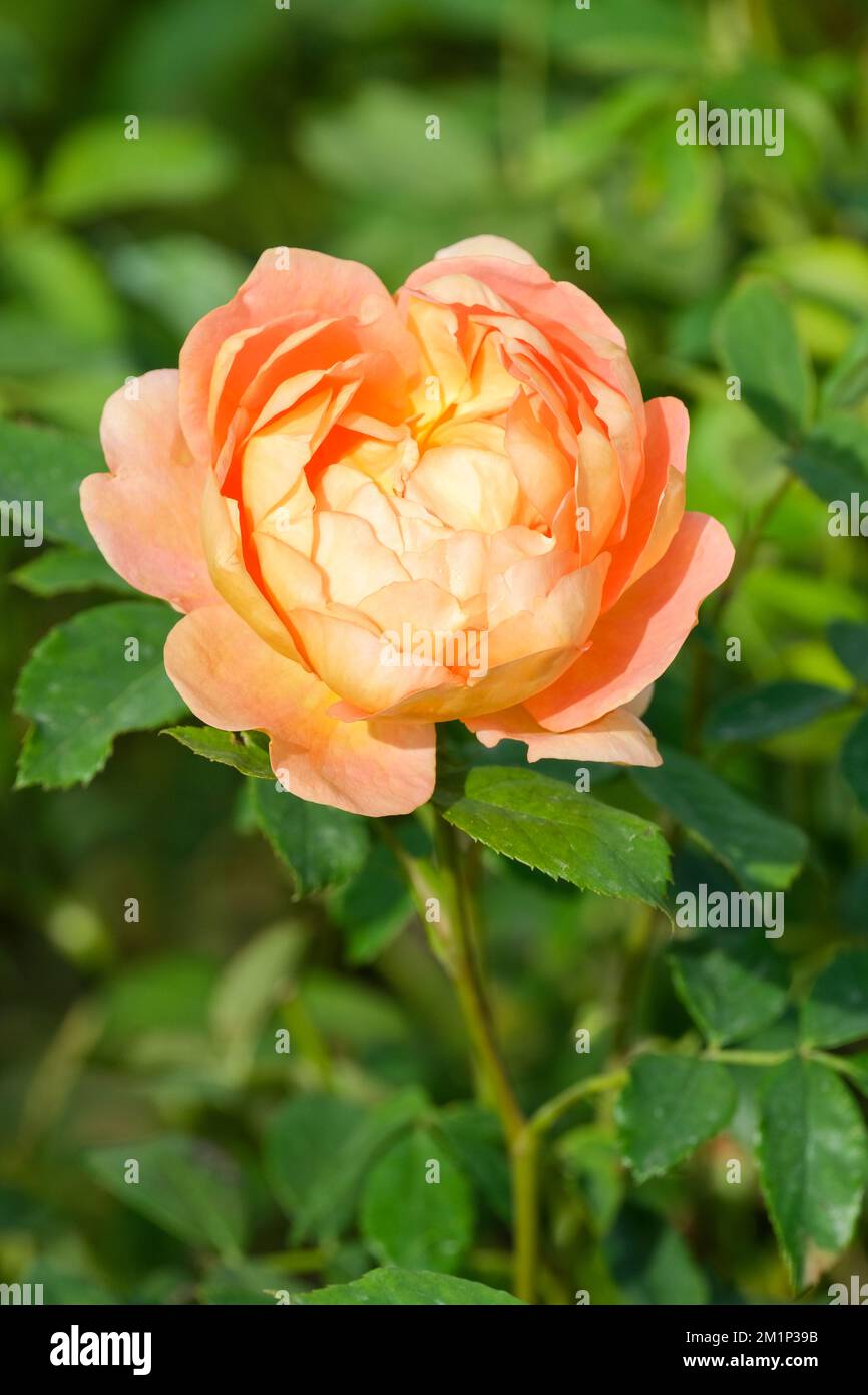 Rose saumon rose Banque de photographies et d’images à haute résolution ...