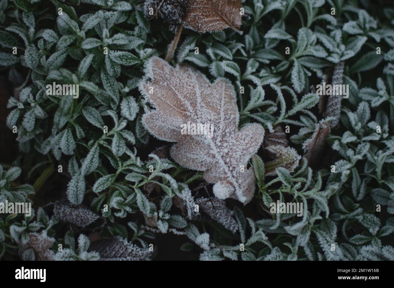 Feuilles de givre sur le sol Banque de photographies et d’images à ...