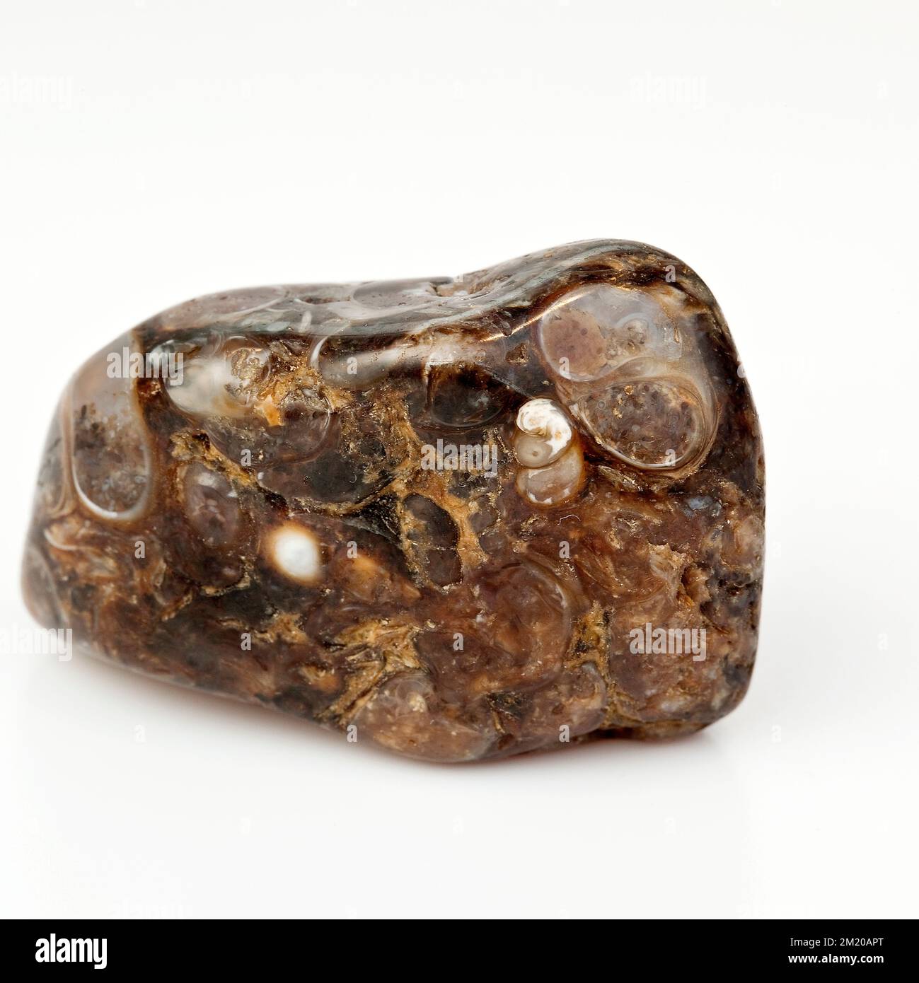 Turritella agate Banque de photographies et d’images à haute résolution ...