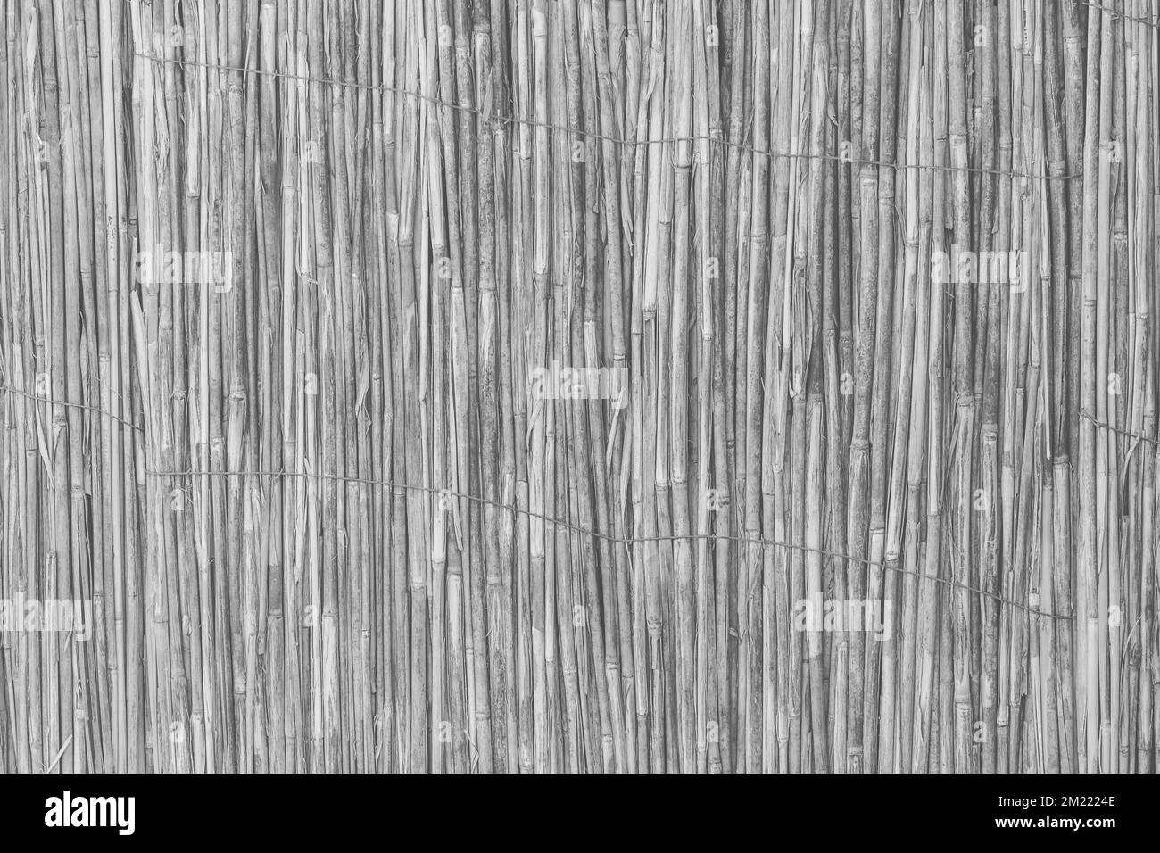 Texture des roseaux Banque d'images noir et blanc - Alamy