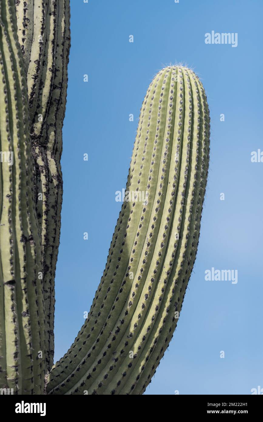 Columnar cacti Banque de photographies et d’images à haute résolution ...