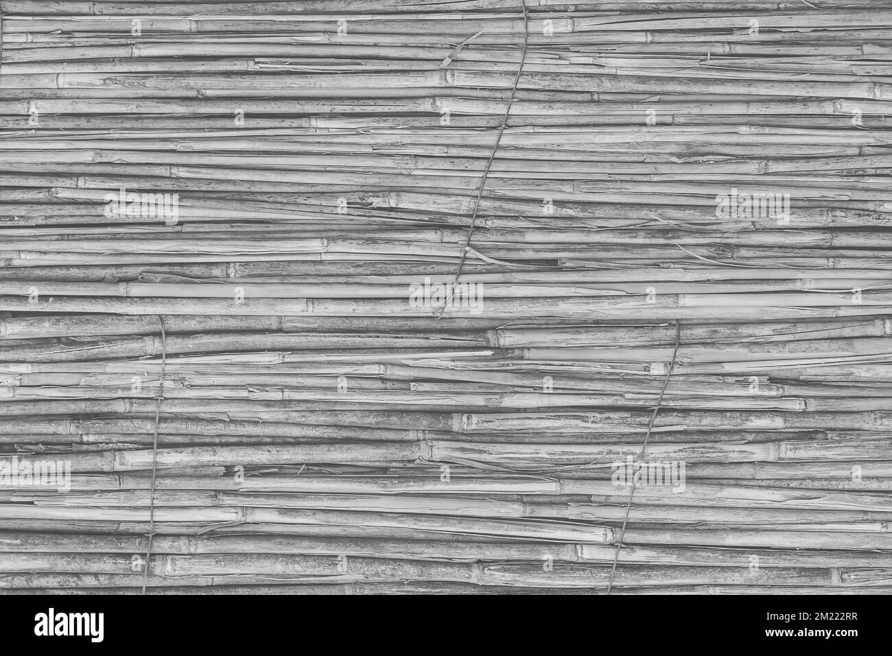 Texture des roseaux Banque d'images noir et blanc - Alamy