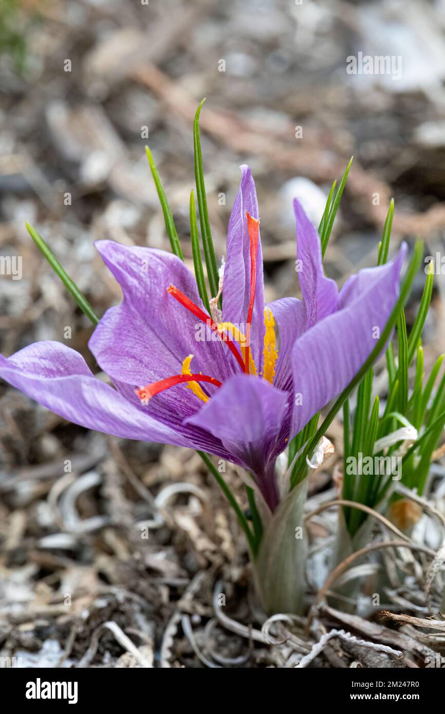 Saffron crocus Banque de photographies et d’images à haute résolution ...