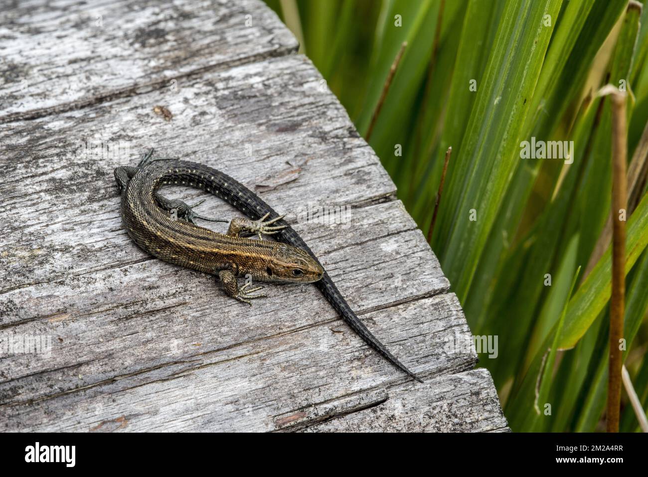 Lézard vivipare Banque de photographies et d’images à haute résolution ...