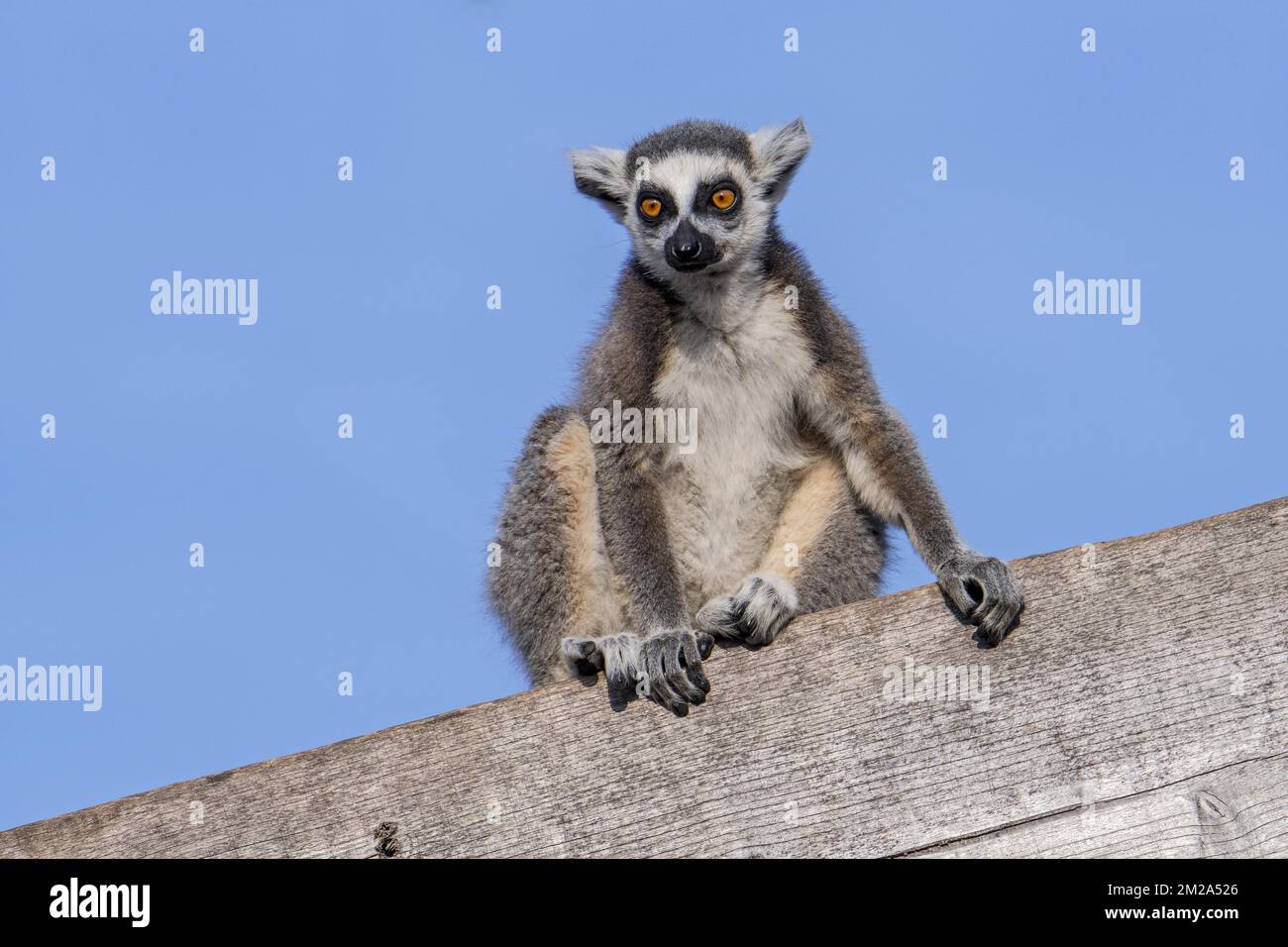 Portrait de lémuriens (Lemur catta) assis sur un bâtiment en bois ...