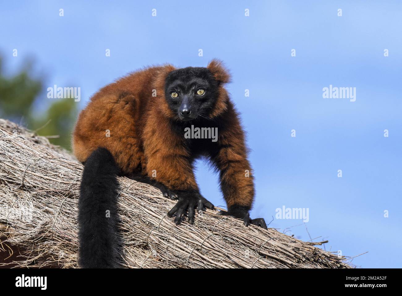 Vari roux Banque de photographies et d’images à haute résolution - Alamy