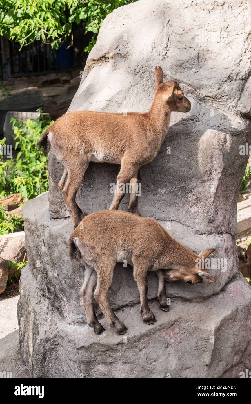Markhor goatlings sautent sur les rochers. Markhor, Capra falconeri ...