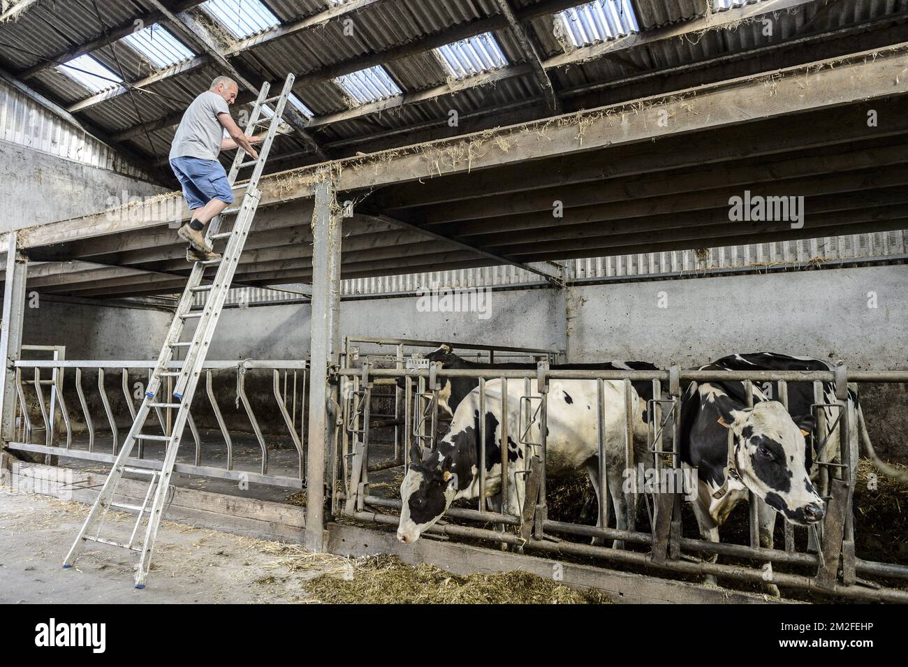 Les vaches mangeant leur fourrage à l'alimenteur dans l'écurie. L ...