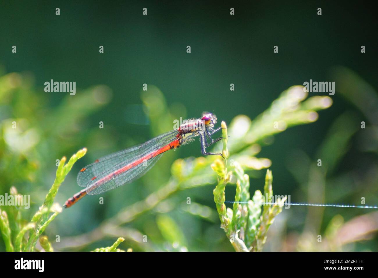 Libellulidae sympetrum Banque de photographies et d’images à haute ...