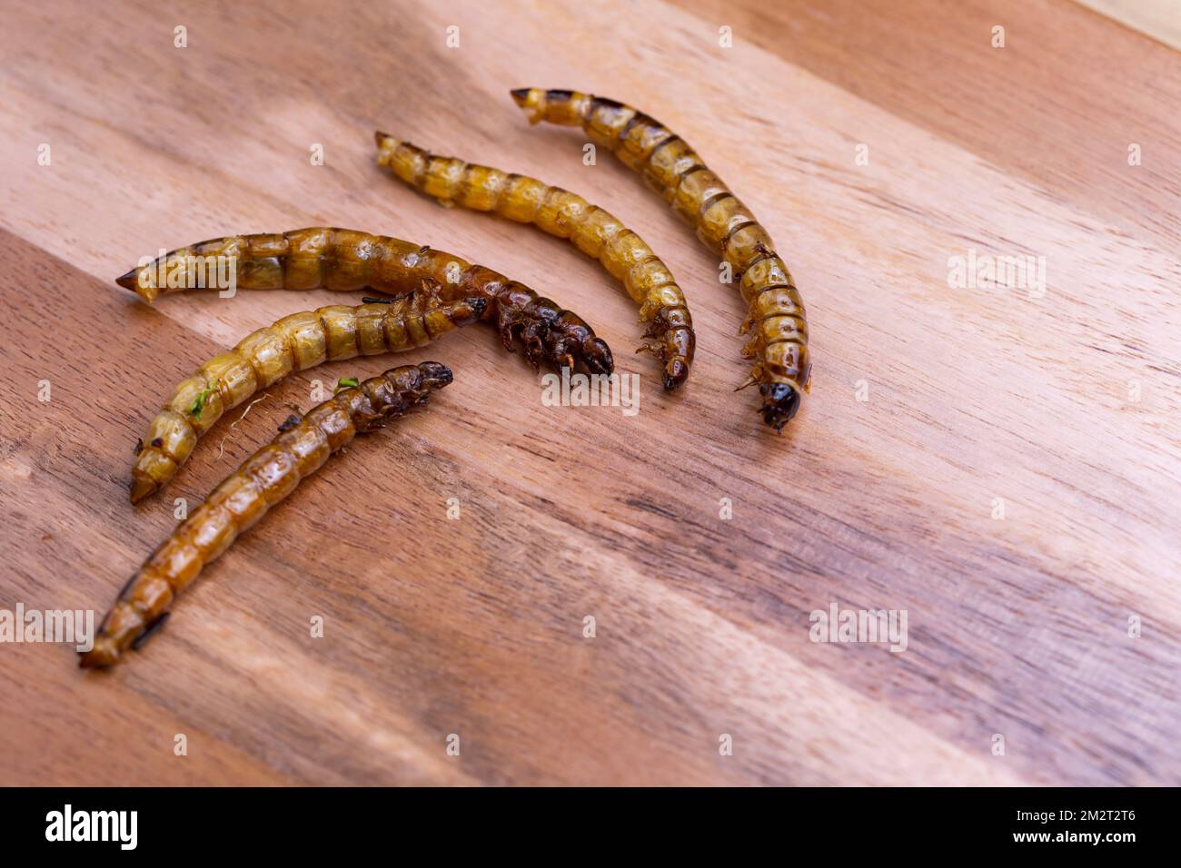 Alimentation vers de terre Banque de photographies et d’images à haute ...