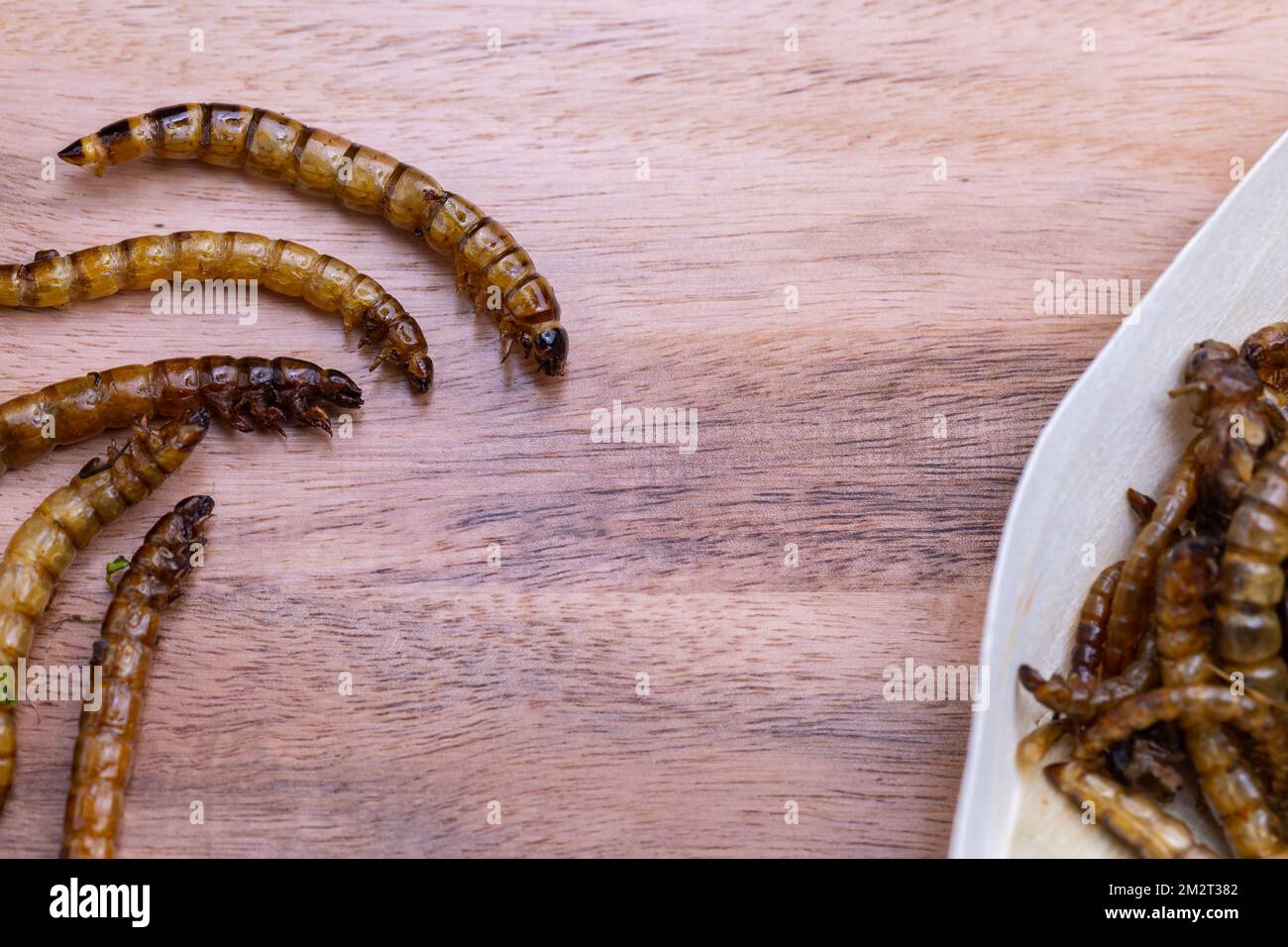 Alimentation vers de terre Banque de photographies et d’images à haute ...