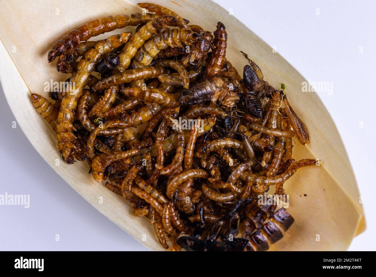 Vers de bois frits, vers de viande et cafard sur un plateau en bois sur ...