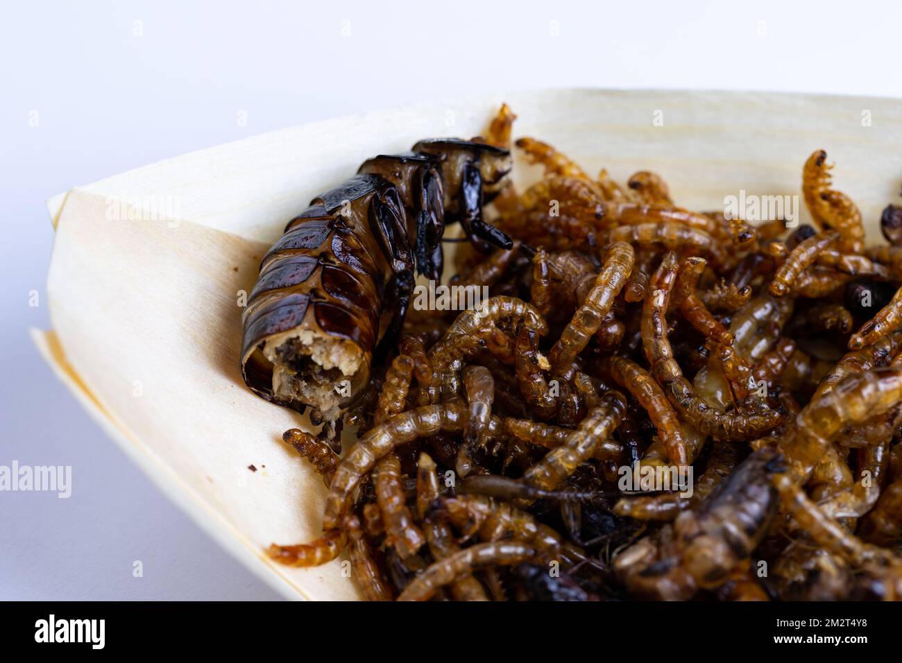 Vers de bois frits, vers de viande et cafard sur un plateau en bois sur ...