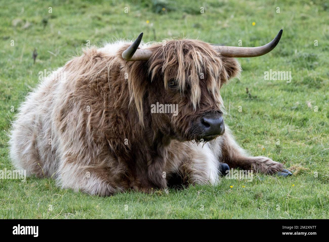 Highland cattle in landscape isle of skye Banque de photographies et d ...