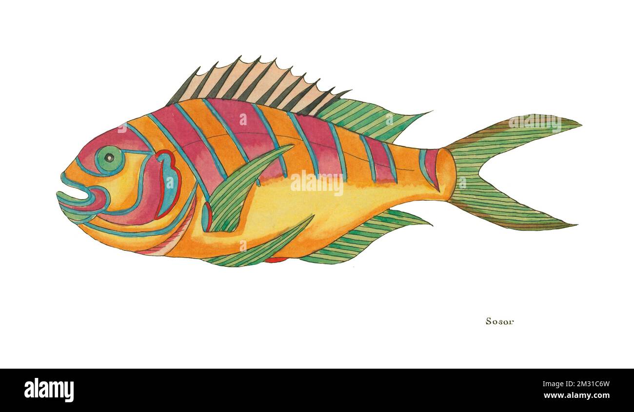 Illustrations anciennes d'un poisson des ?Poissons de Louis Renard, Ecrevisses et Crabes ...